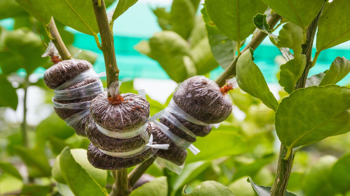 What is air layering propagation? And advice on how to do it | Homes ...