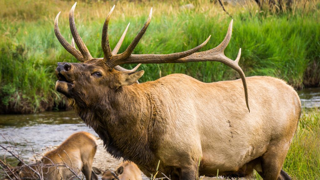 "He came after me" – angry bull elk charges reckless tourists at Grand ...
