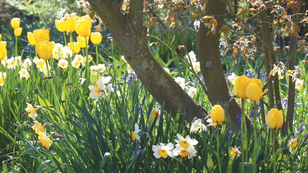 How deep to plant daffodil bulbs for healthy spring blooms | Ideal Home