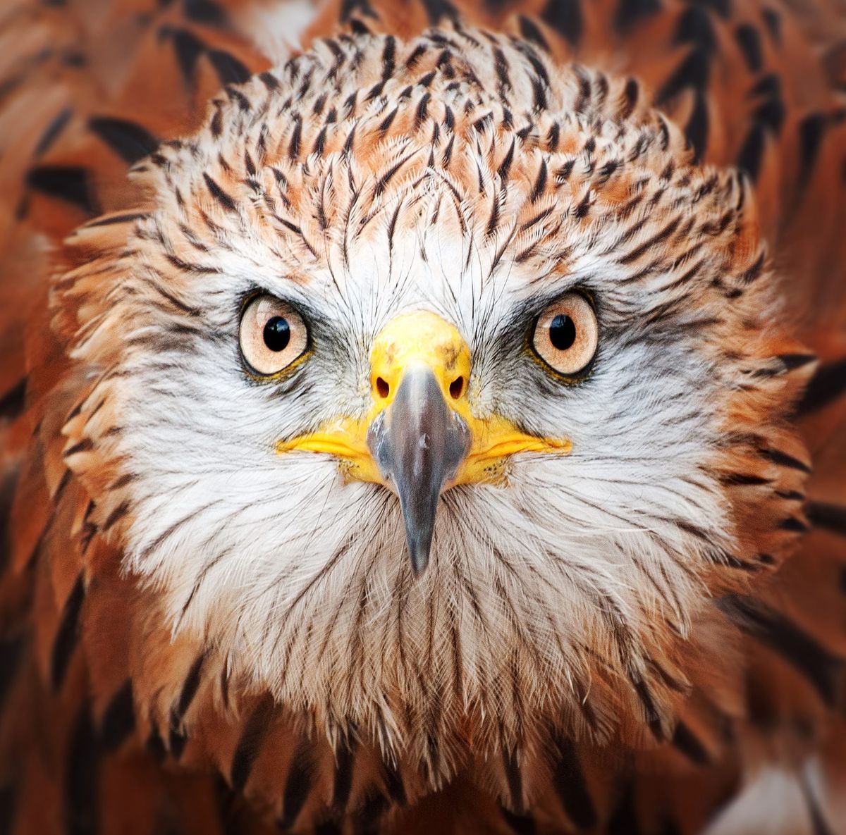 Where to see red kites, the birds which have been 'the biggest species ...