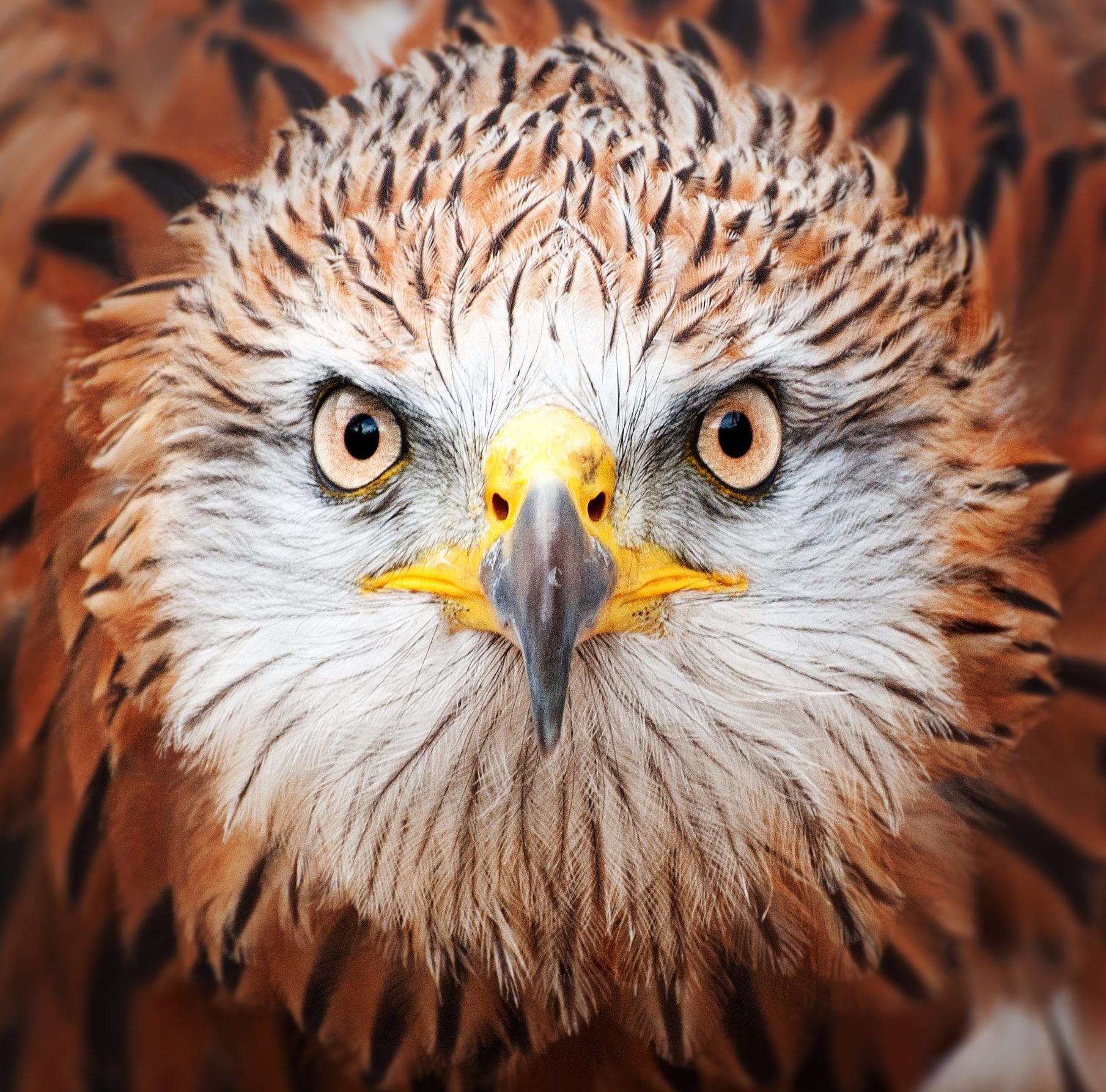 Where to see red kites, the birds which have been 'the biggest species ...