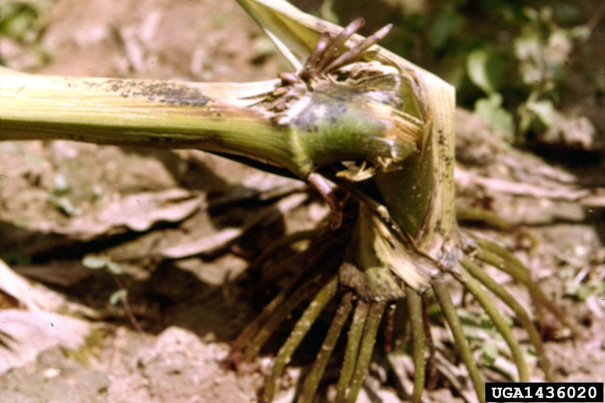 What Is Lodging - The Causes Of Plant Lodging And Its Effects On Plants ...