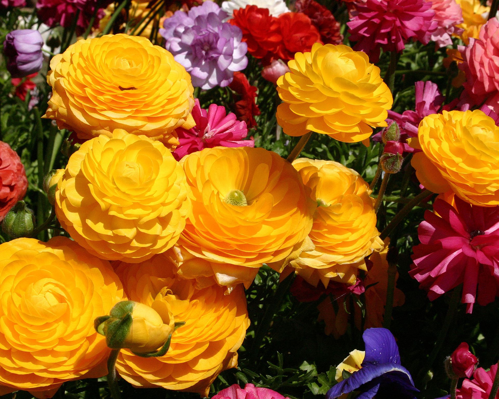 What to plant in April: 10 ideas for color and interest | Gardeningetc