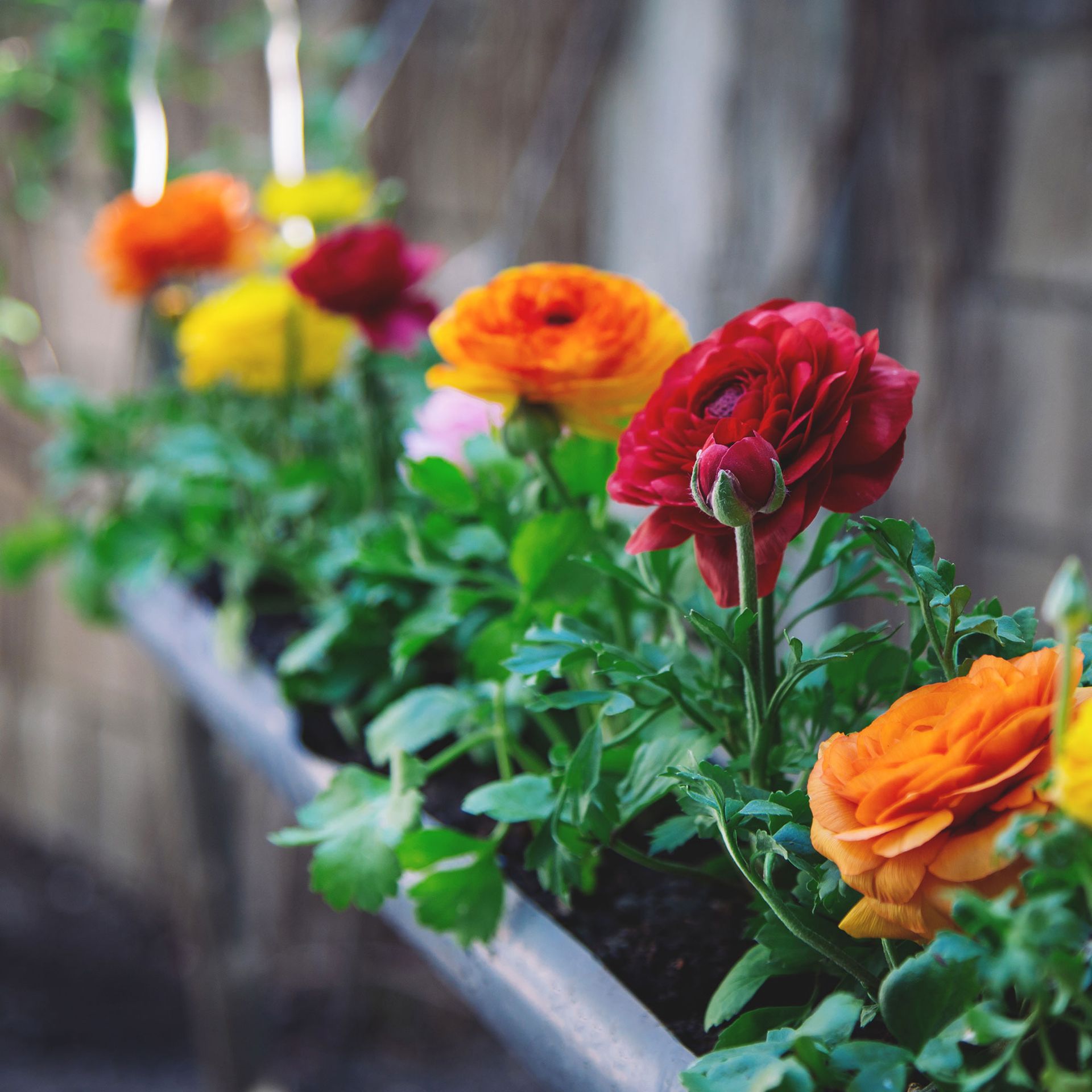 When to plant ranunculus - experts reveal the best time | Ideal Home