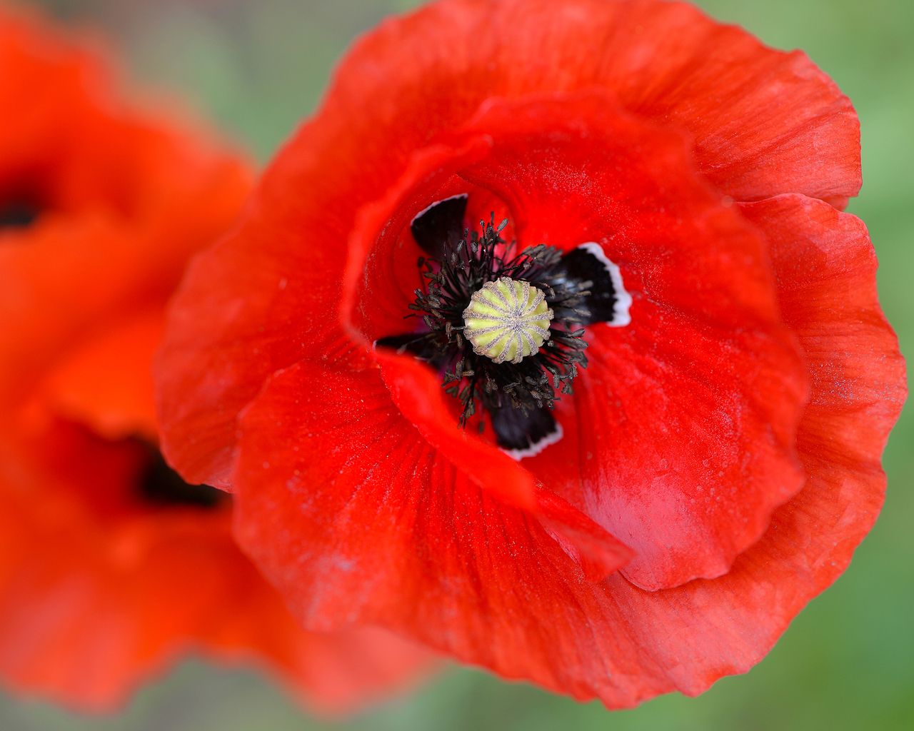 How to identify wildflowers – recognise British flora from their petals ...