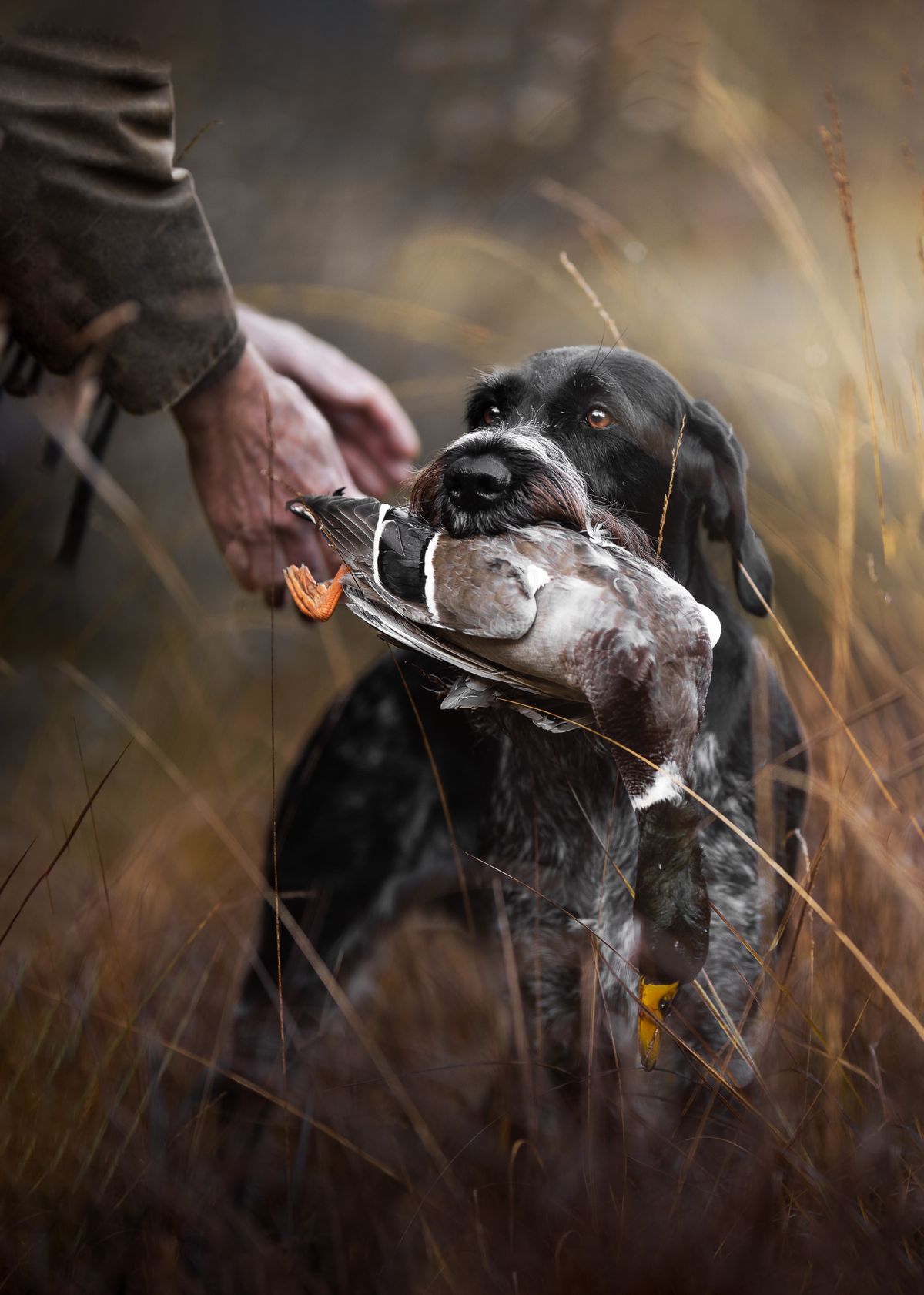The 2024 International Dog Photography winners have just been revealed ...