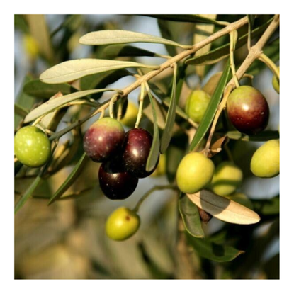 5 Types Of Olive Trees for a Mediterranean Inspired Backyard | Livingetc