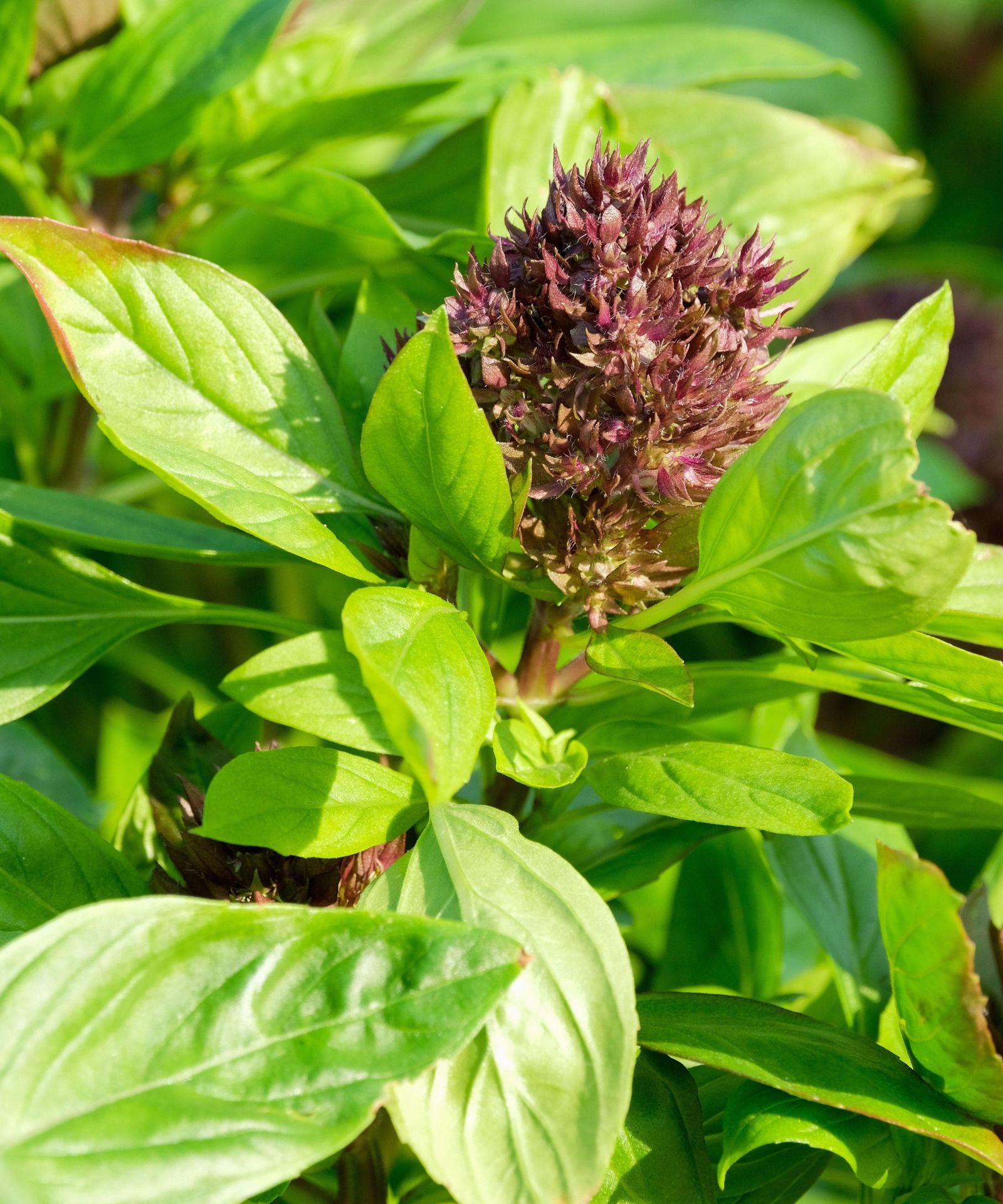 How to grow Thai basil: expert care and growing tips | Homes and Gardens