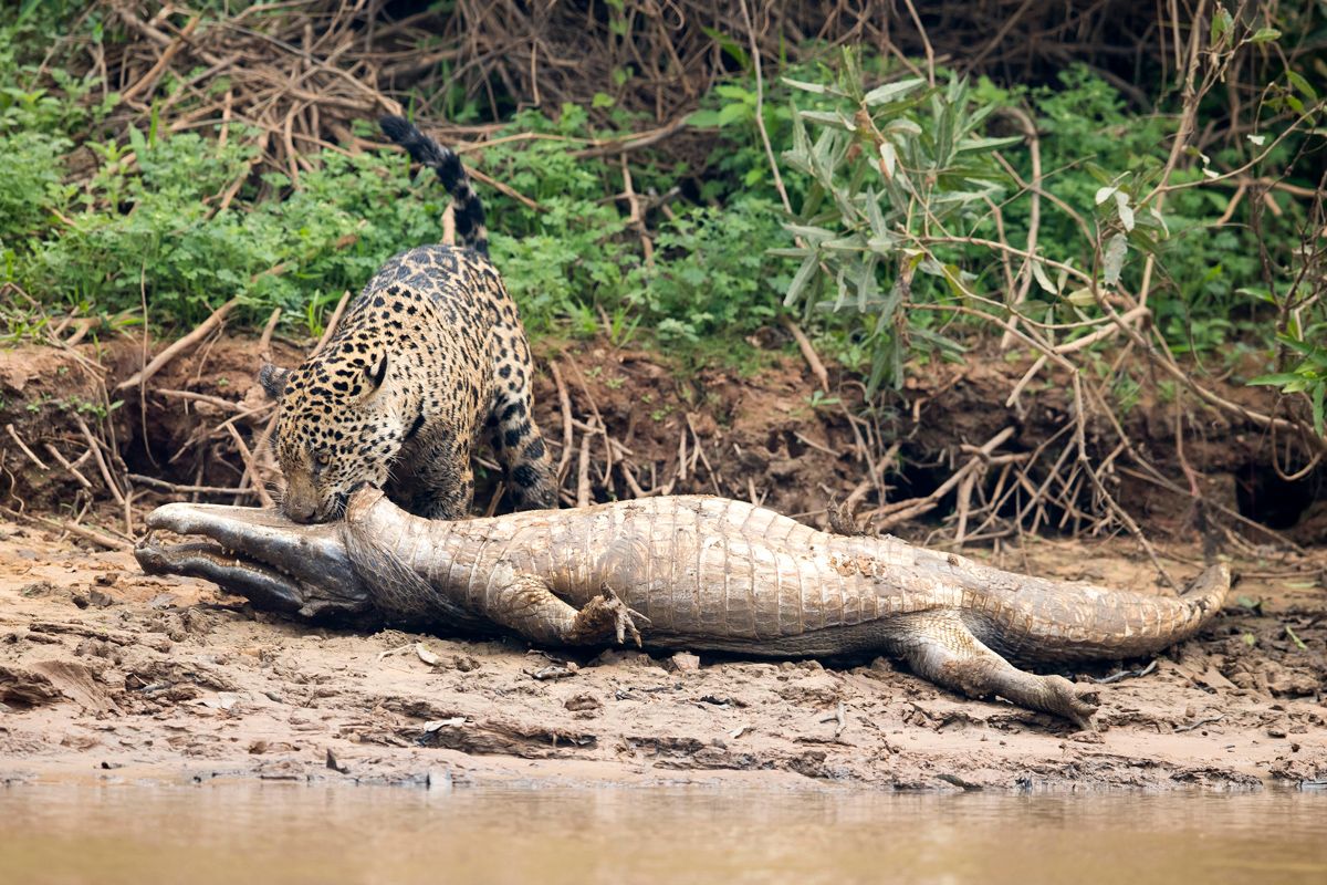 In Photos: A Jaguar Takes Down a Caiman in Brazil | Live Science