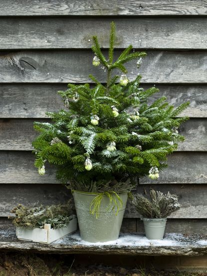 How to grow your own Christmas tree | Gardeningetc