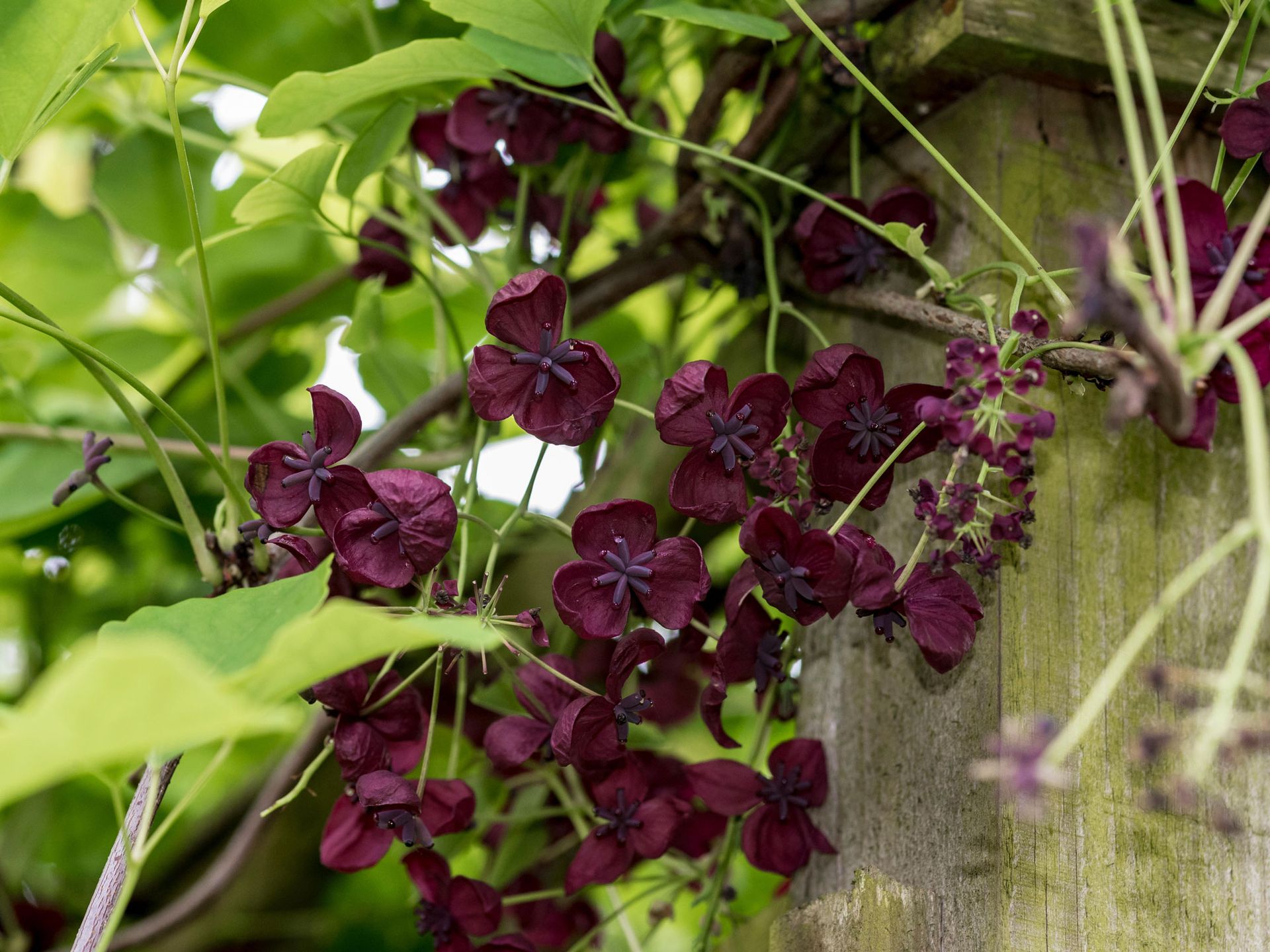 Climbing plants for shade – 10 varieties to choose from | Livingetc