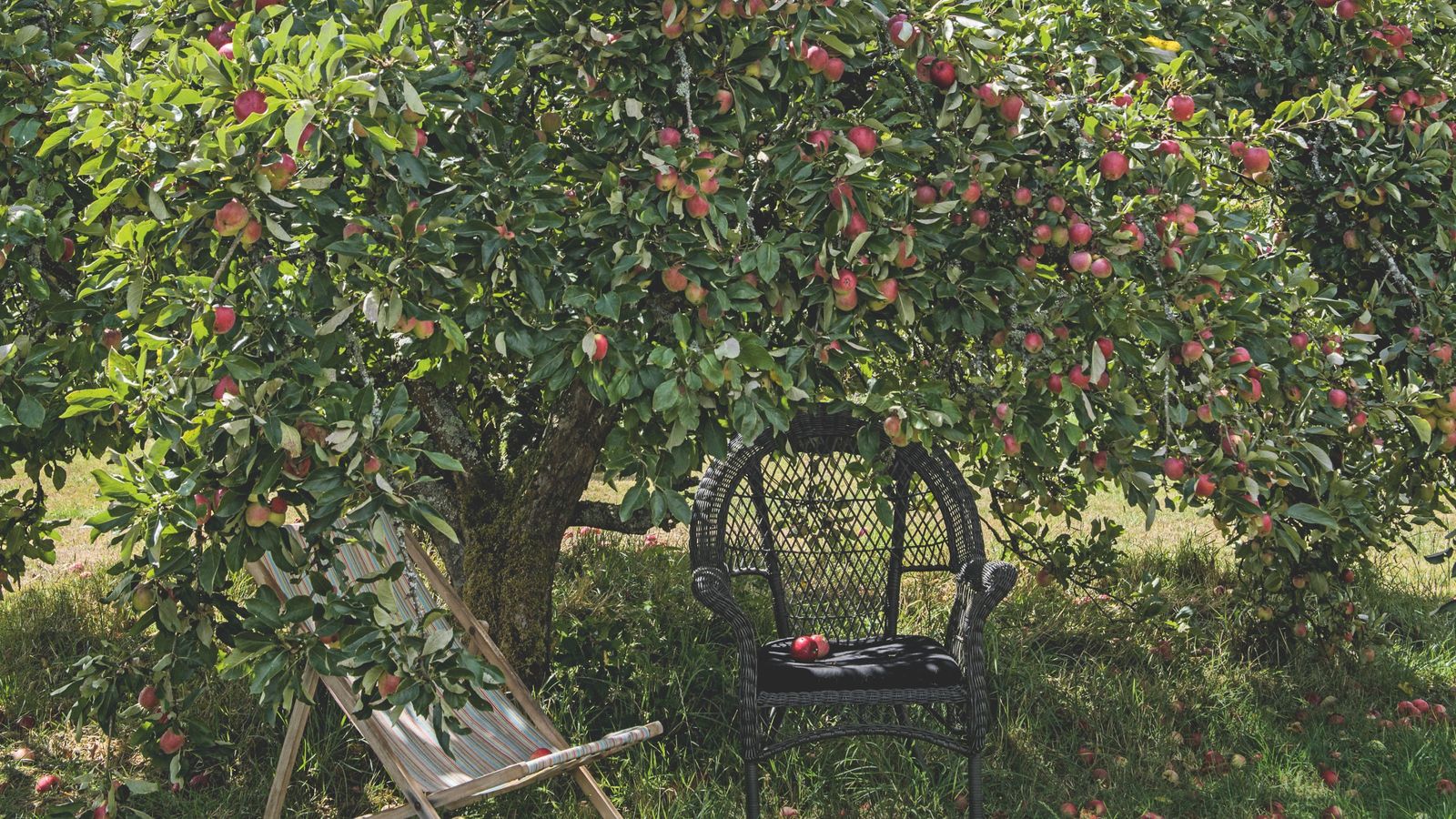 When to plant fruit trees – bare-root and container-grown | Ideal Home