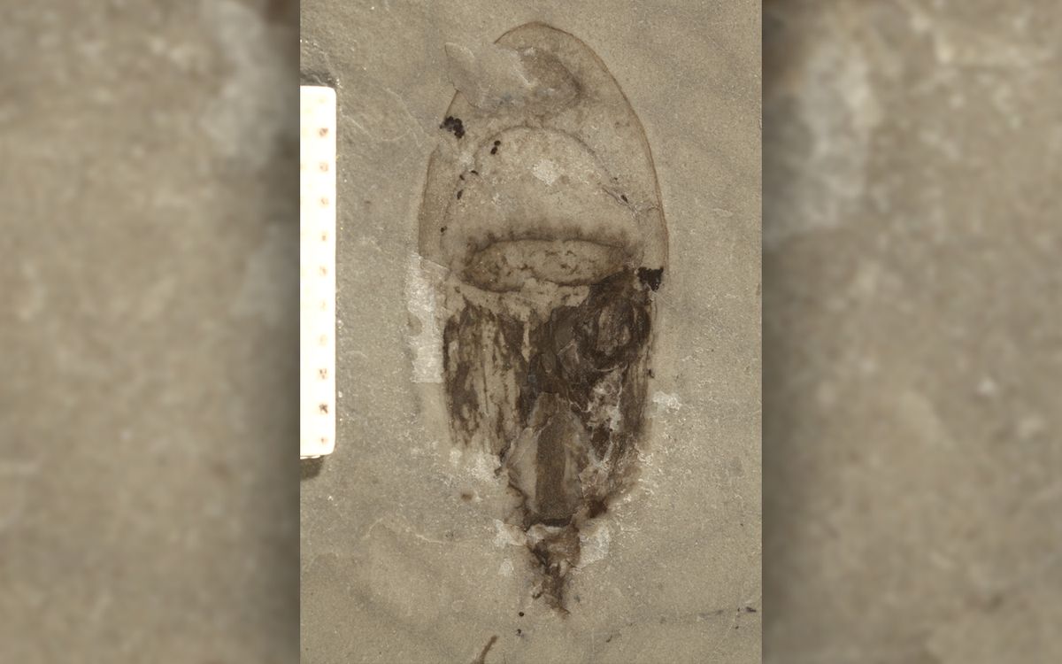 Bonanza of Bizarre Cambrian Fossils Reveals Some of the Earliest ...