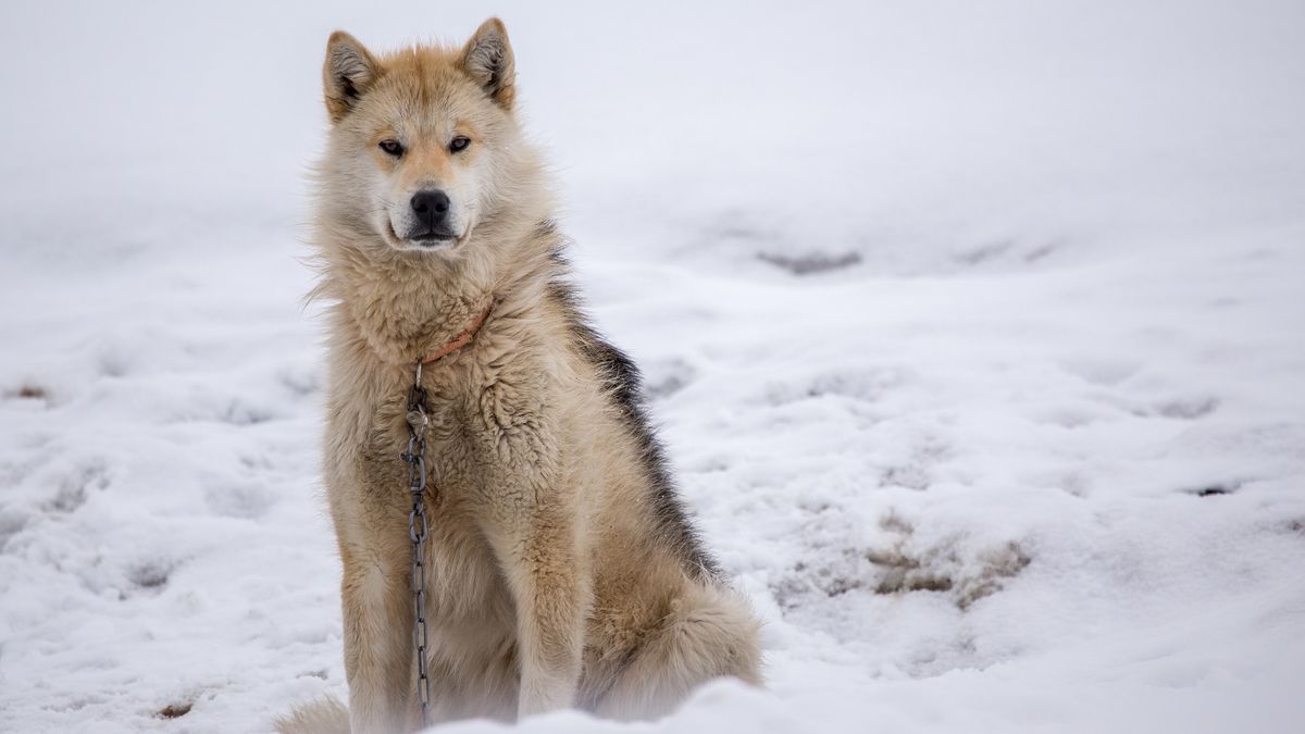 10 oldest dog breeds in the world | PetsRadar