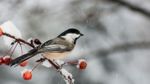 DIY wildlife shelters: 4 ideas help backyard creatures in winter ...