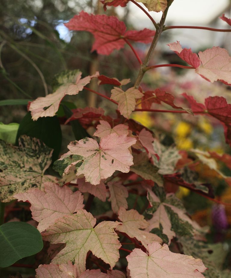 Sycamore care and growing guide: tips for these large trees | Gardeningetc