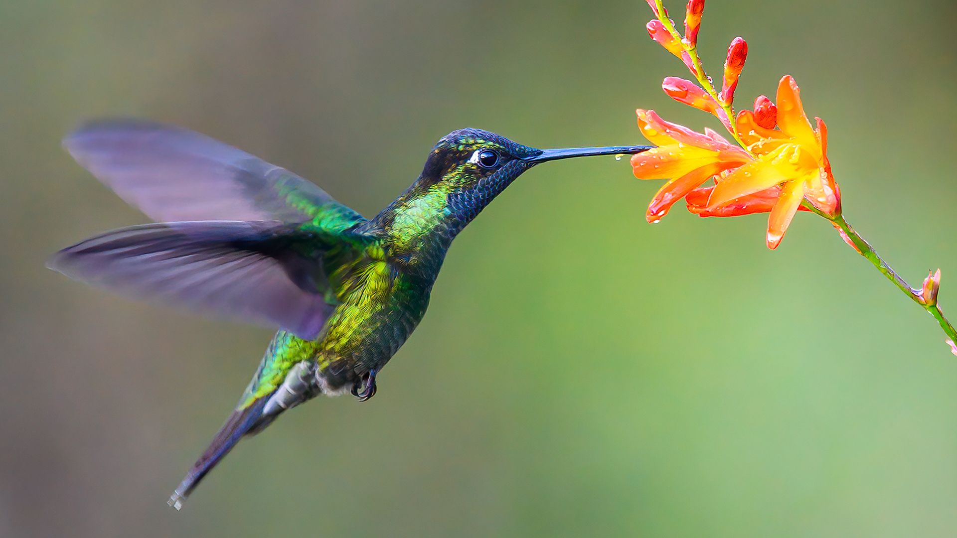 Why do hummingbirds 'hum'? | Live Science