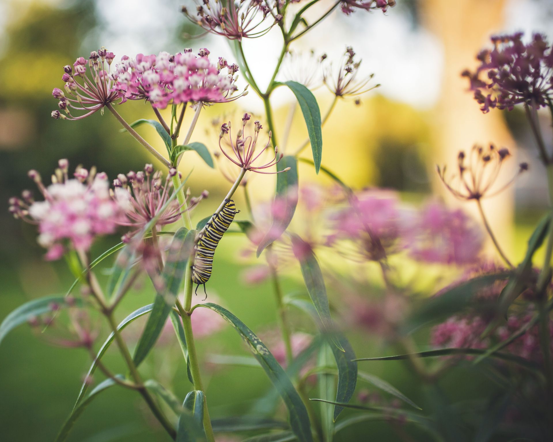 Plants for pollinators: 10 of the best for a blooming garden | Homes ...