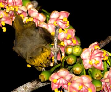 5 Key Night Pollinators You Need To Attract To Your Yard | Gardening ...