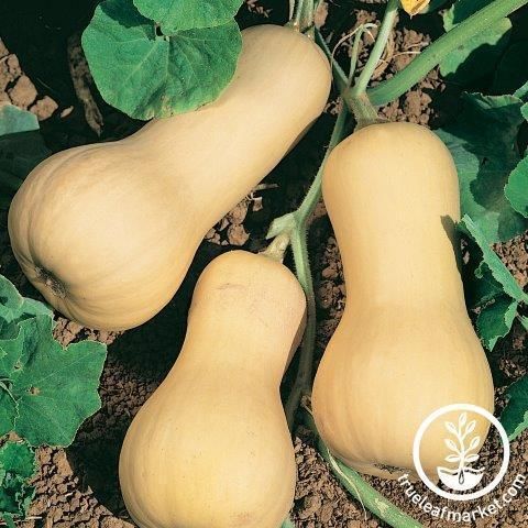 How to grow butternut squash - expert tips for great crops | Homes and ...