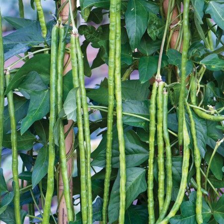 How to grow yardlong beans - expert tips for success | Homes and Gardens