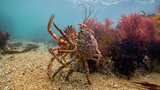 Boxing match between crabs in amazing underwater photo | Digital Camera ...