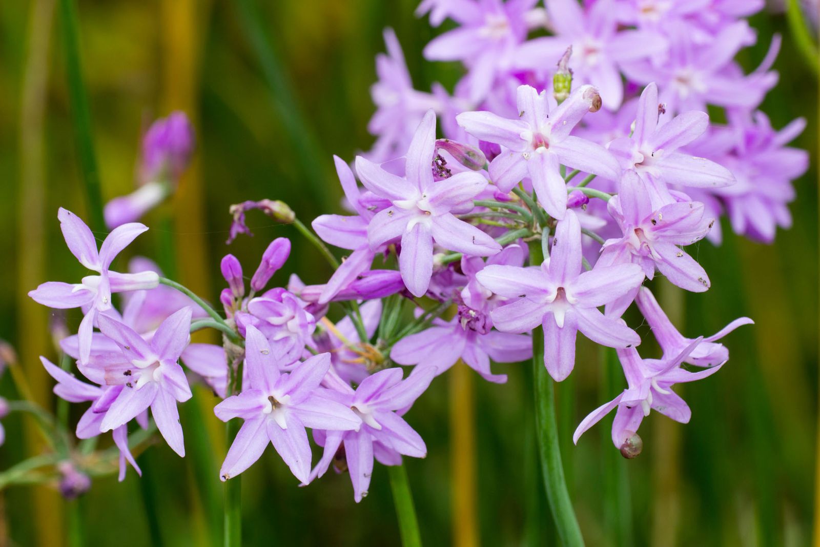 How to grow tulbaghia in a British country garden | Country Life