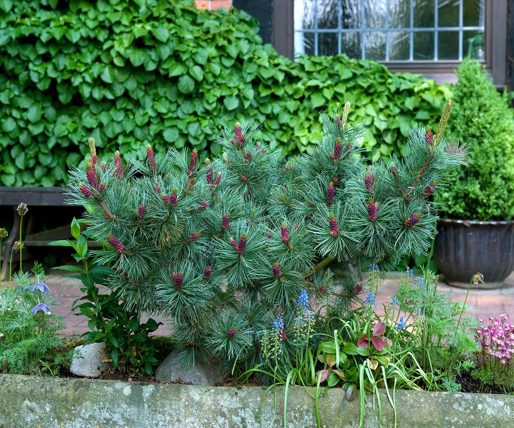 The best pine trees – 11 choices for yards of all sizes | Homes and Gardens