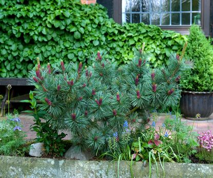 The best pine trees – 11 choices for yards of all sizes | Homes and Gardens