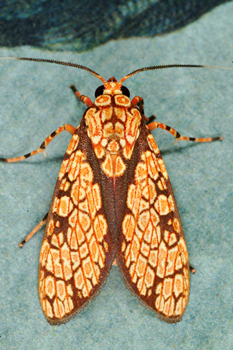 Meet the Colorful Nocturnal Moths of 'Mariposas Nocturnas' (Photos ...