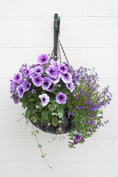 Hanging basket ideas: 16 designs to make yours stand out from the crowd ...