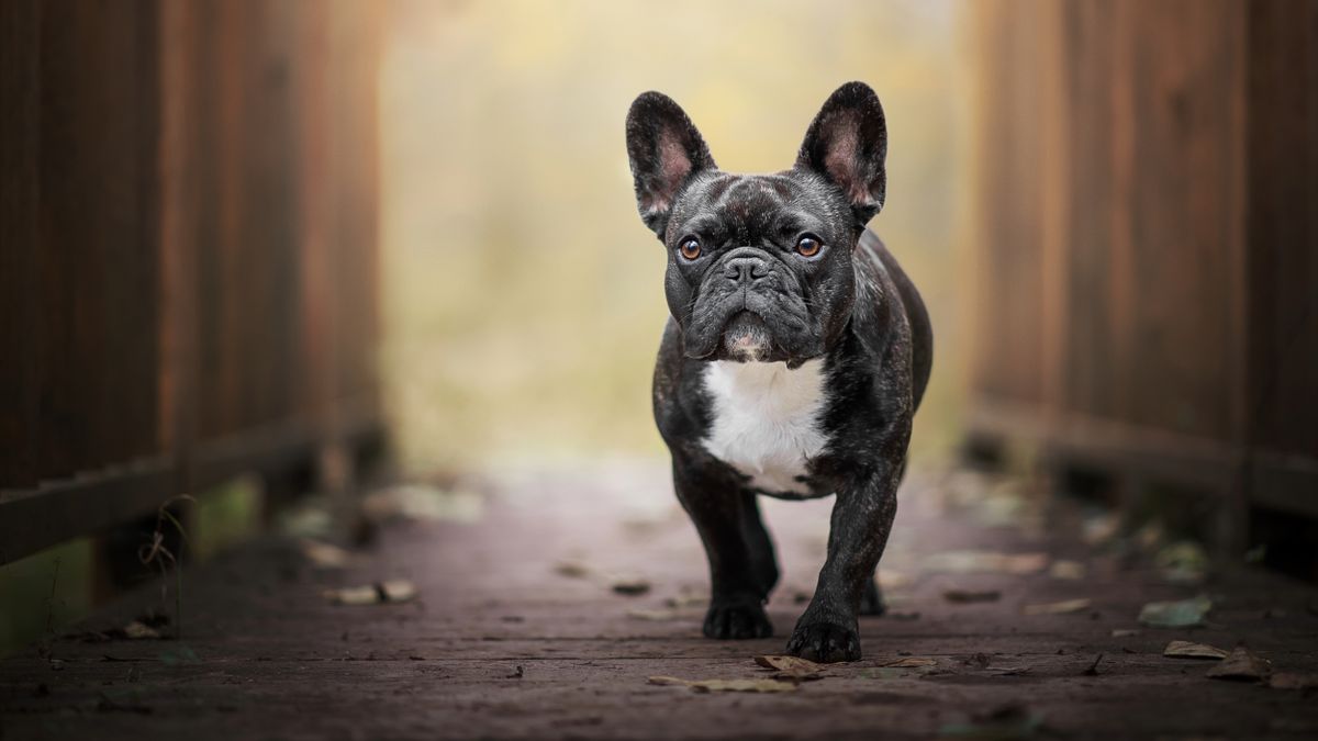 32 low maintenance dog breeds for busy people | PetsRadar