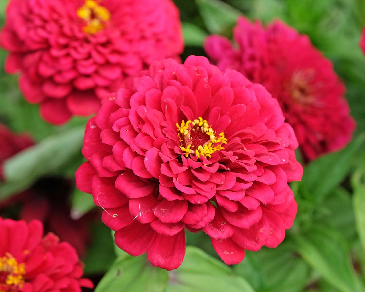 10 Cut-And-Come-Again Zinnias For Endless Summer Bouquets | Gardening ...