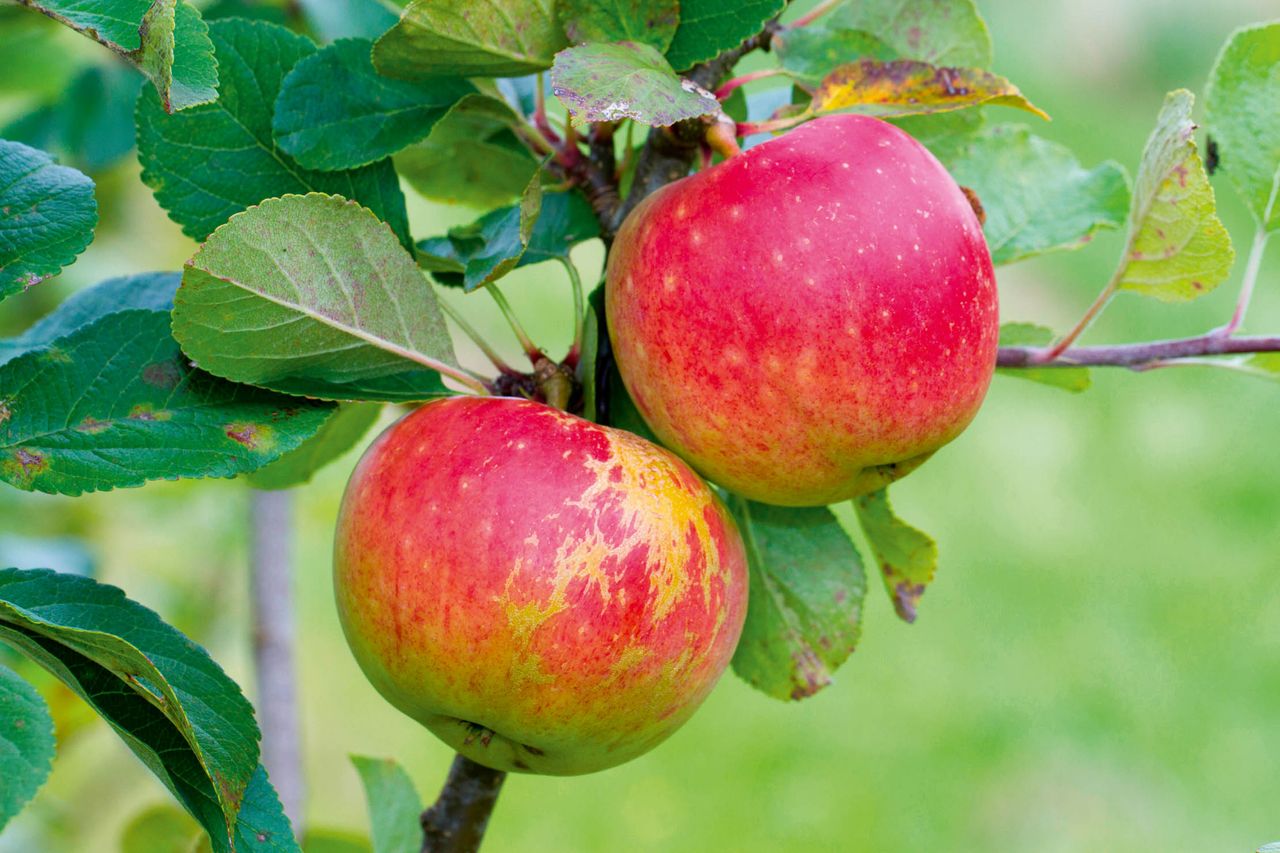The ultimate guide to planting your own orchard: 'Getting it right is ...