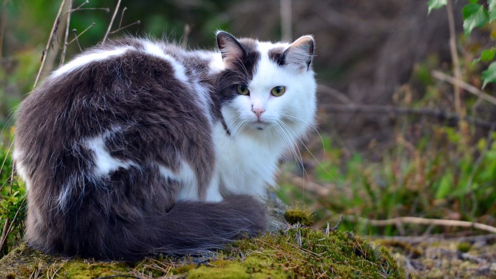 32 best cat breeds for cold climates | PetsRadar