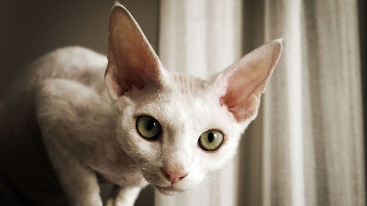 32 types of show-breed cats | PetsRadar