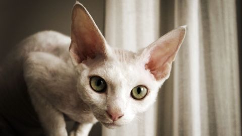 32 types of show-breed cats | PetsRadar