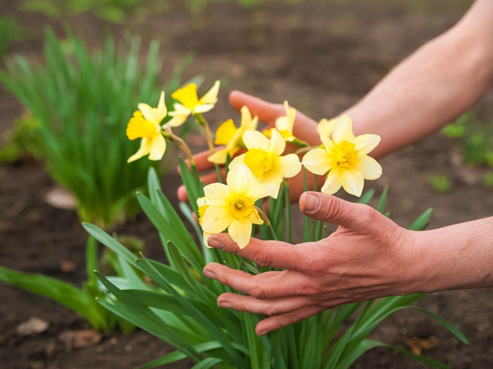 Should You Tie Or Braid Daffodil Leaves After Blooming? | Gardening ...
