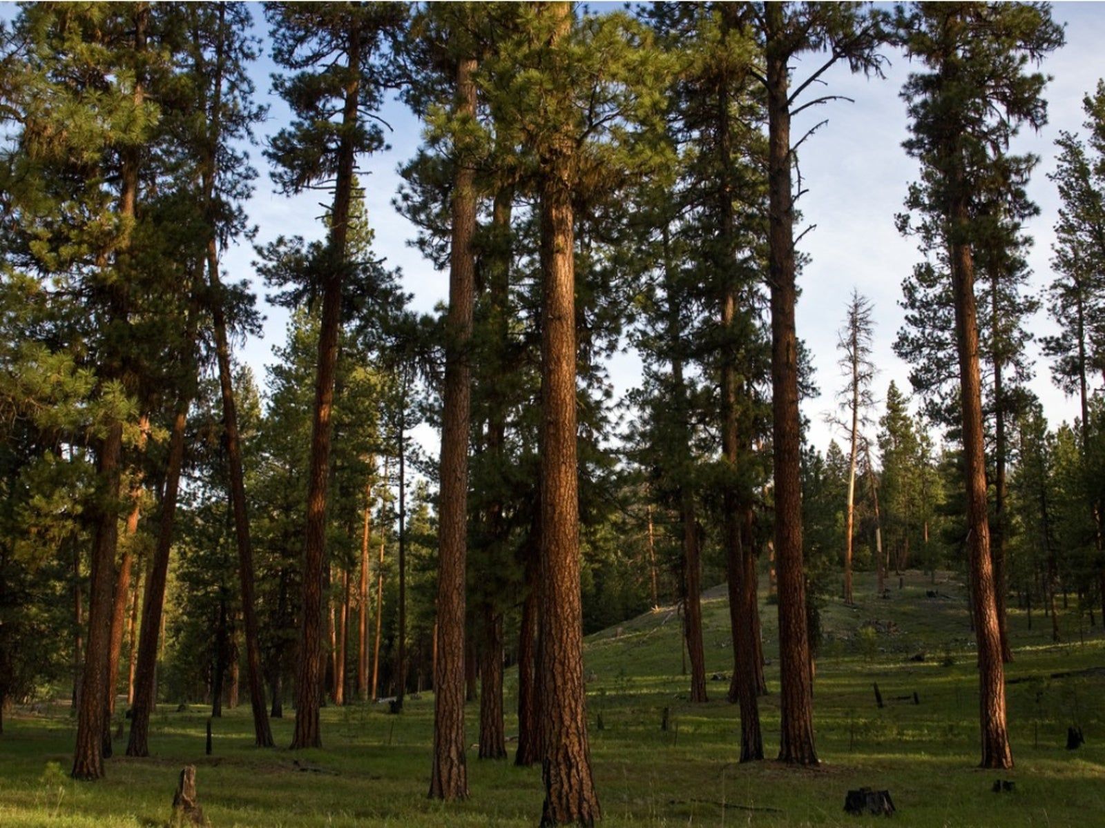 Ponderosa Pine Trees - Information About Growing Ponderosa Pines ...