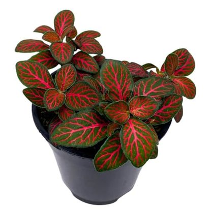 8 Small Indoor Plants that Won't Overwhelm Tiny Spaces — "You Can Add ...