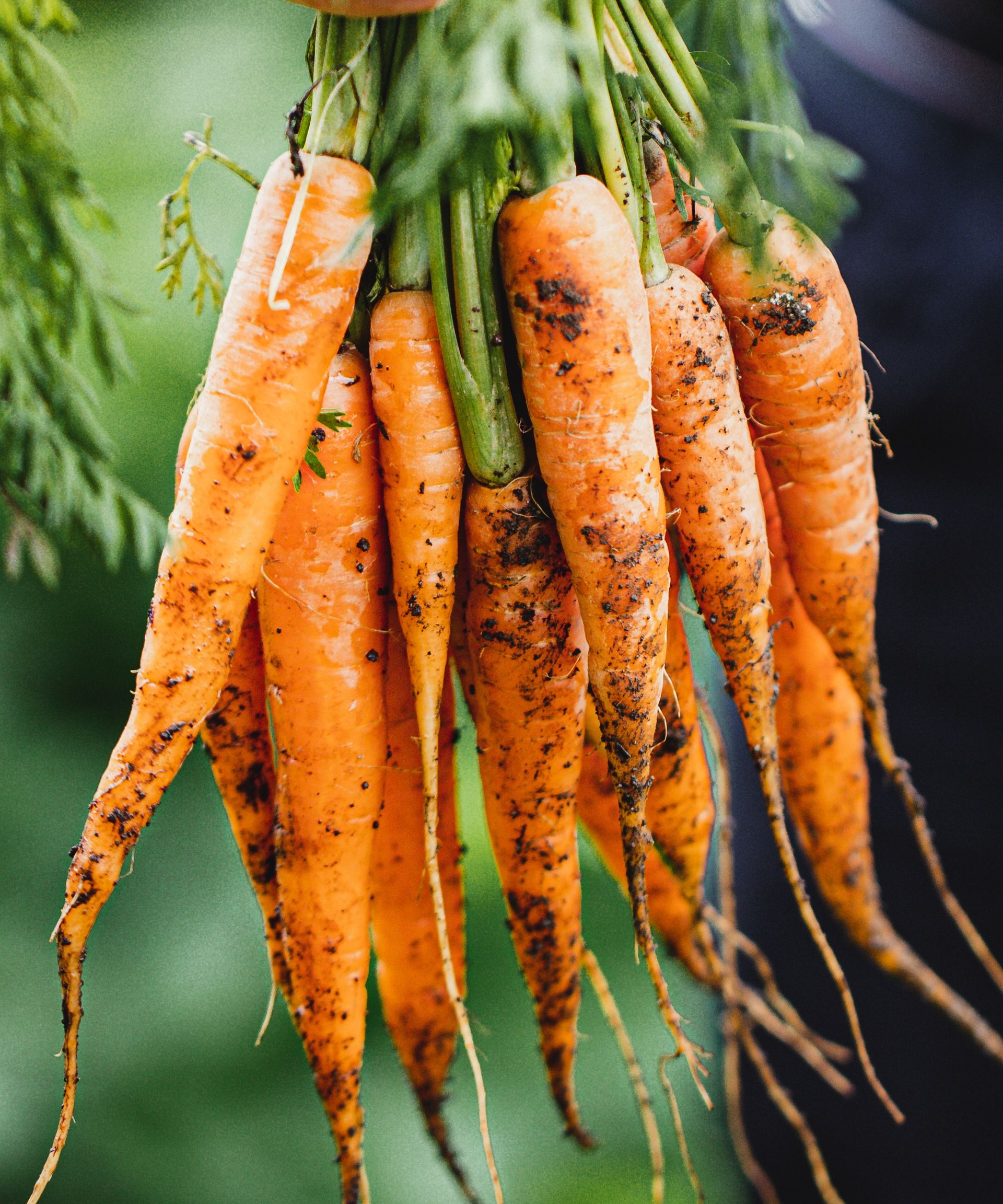 An expert guide to fertilizing carrots: when and how to feed | Homes ...