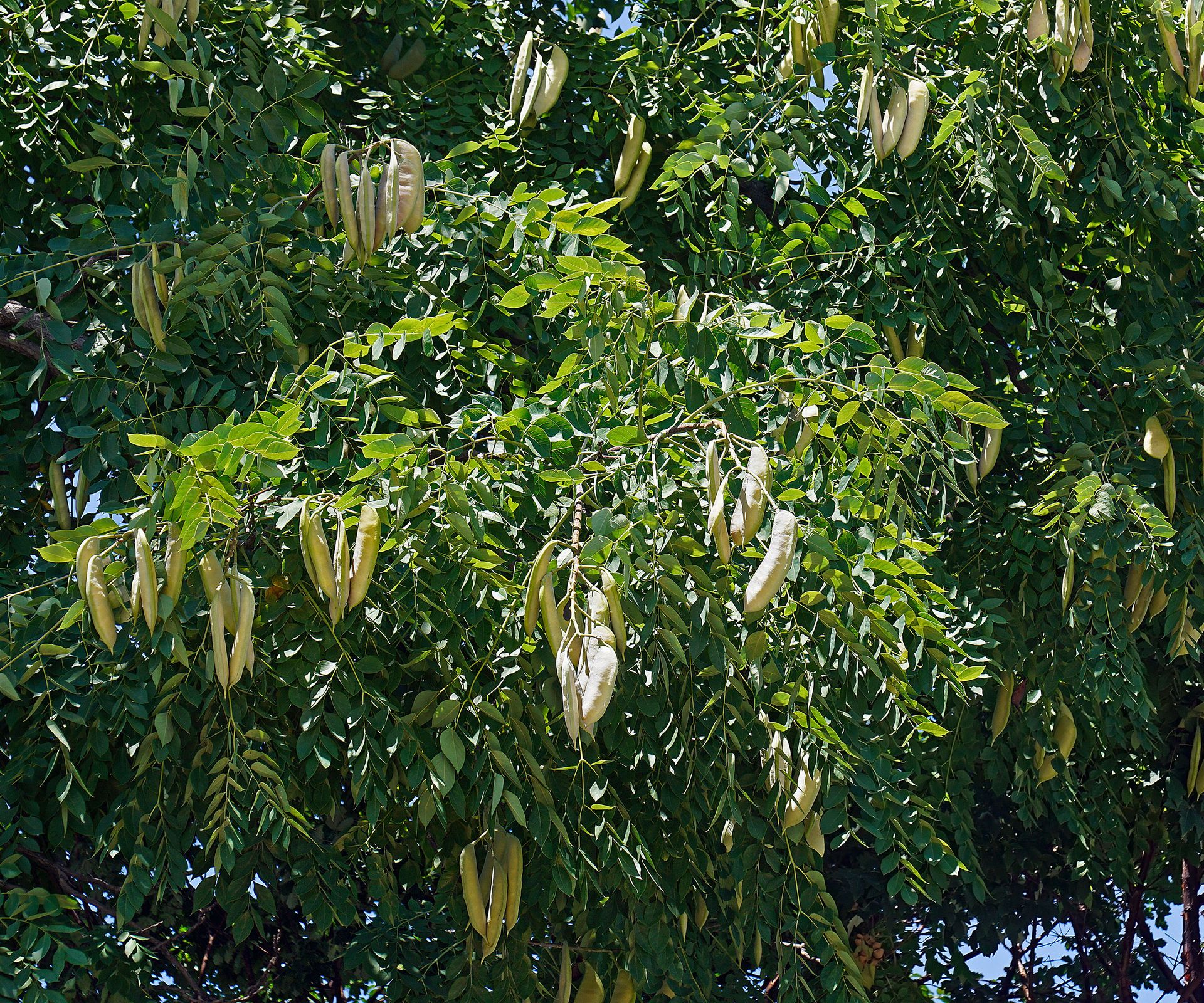 Kentucky coffeetree care and growing guide | Homes and Gardens