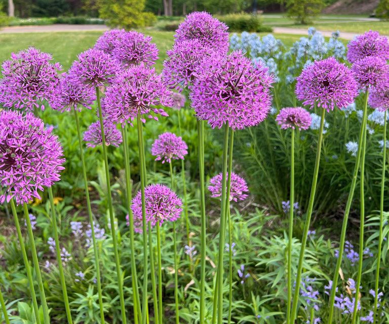Top 10 Plants That Can Add Fireworks In The Garden | Gardening Know How
