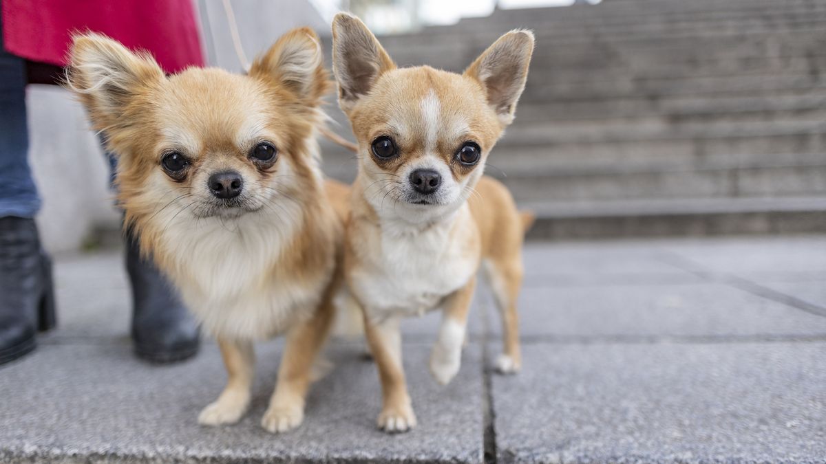 32 fun facts about Chihuahuas | PetsRadar