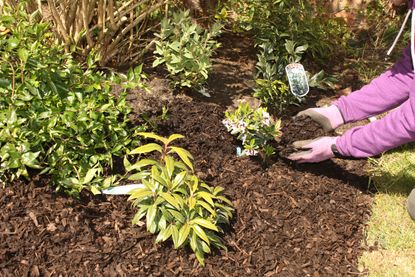Mulching: a guide on when and how to mulch your garden | Gardeningetc