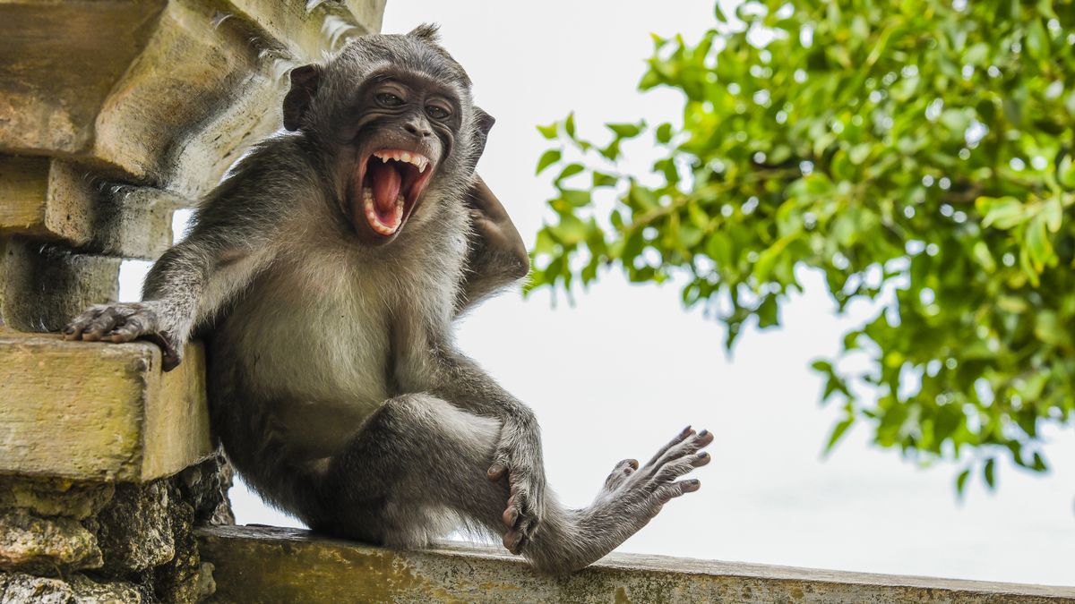 Turtle with attitude problem wins Comedy Wildlife Photography Awards ...
