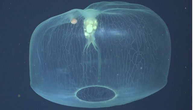 Jellyfish - News and Scientific Articles on Live Science | Live Science