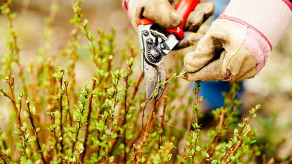 Pruning mistakes: 5 common errors and how to avoid them | Homes & Gardens
