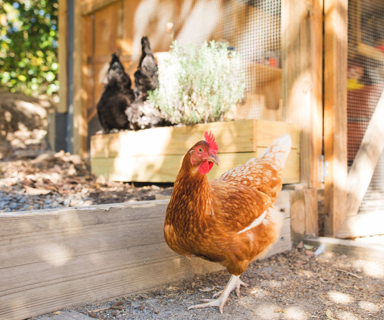 How to keep chickens safe from garden predators | Homes and Gardens