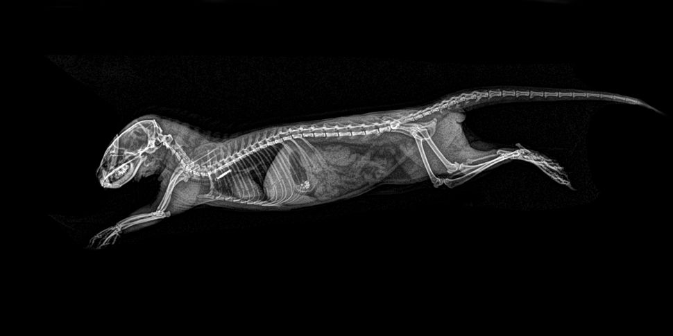 In Photos: Eerie Zoo Animal Skeletons, in X-Rays | Live Science
